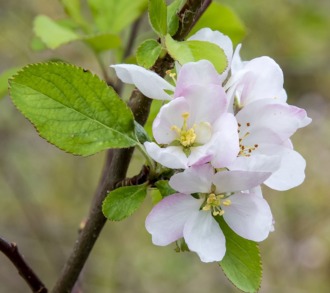 Annurca Apple