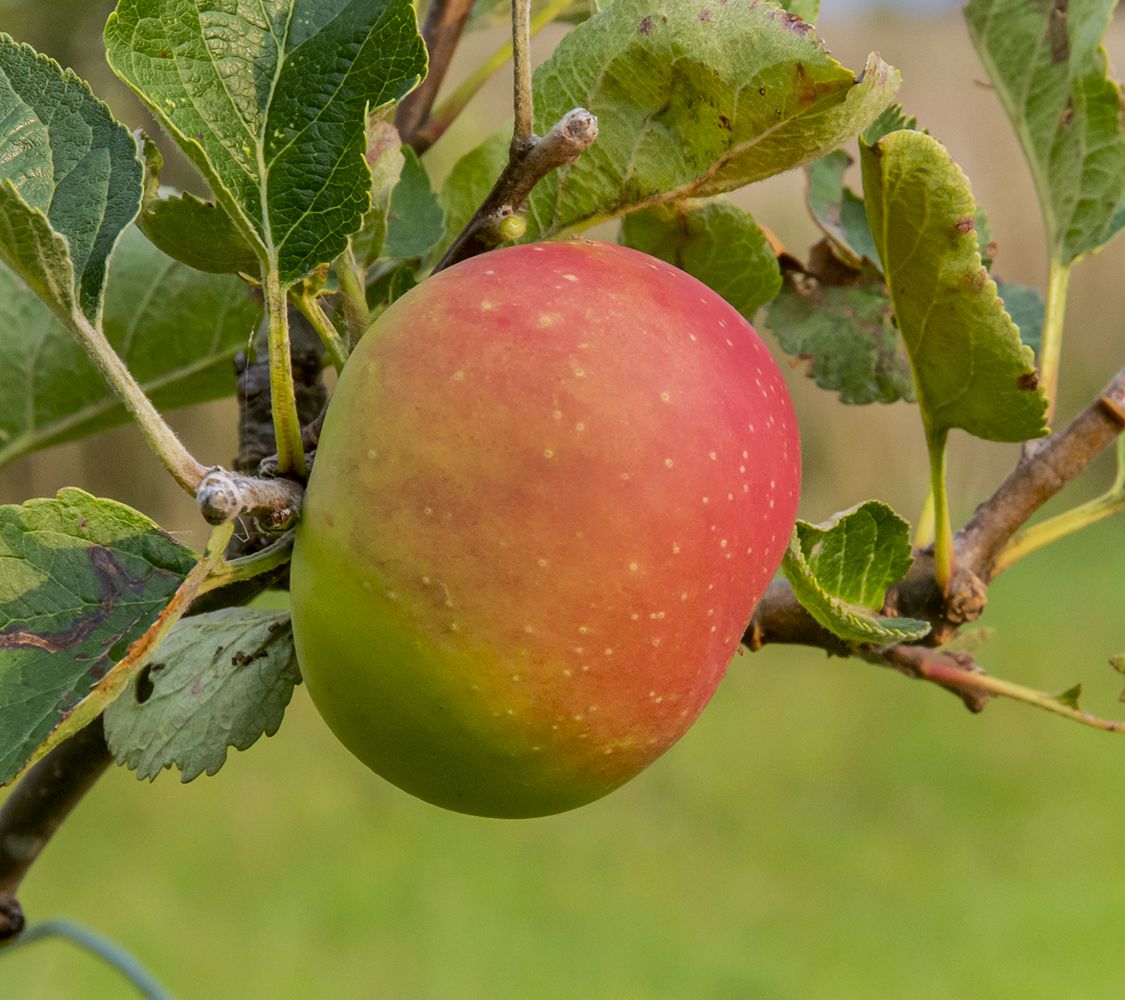Bramley æble