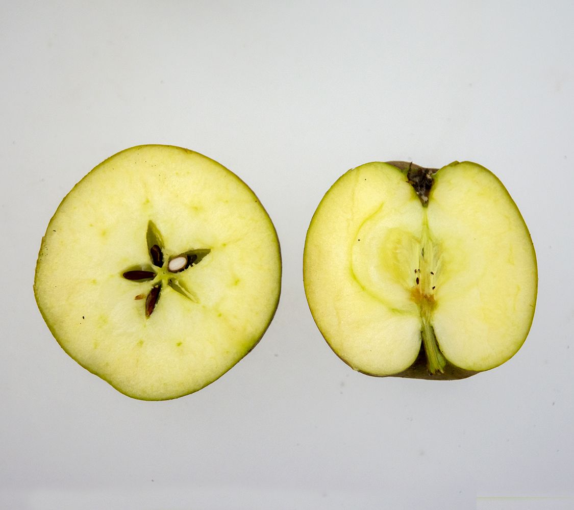 Golden Russet apple