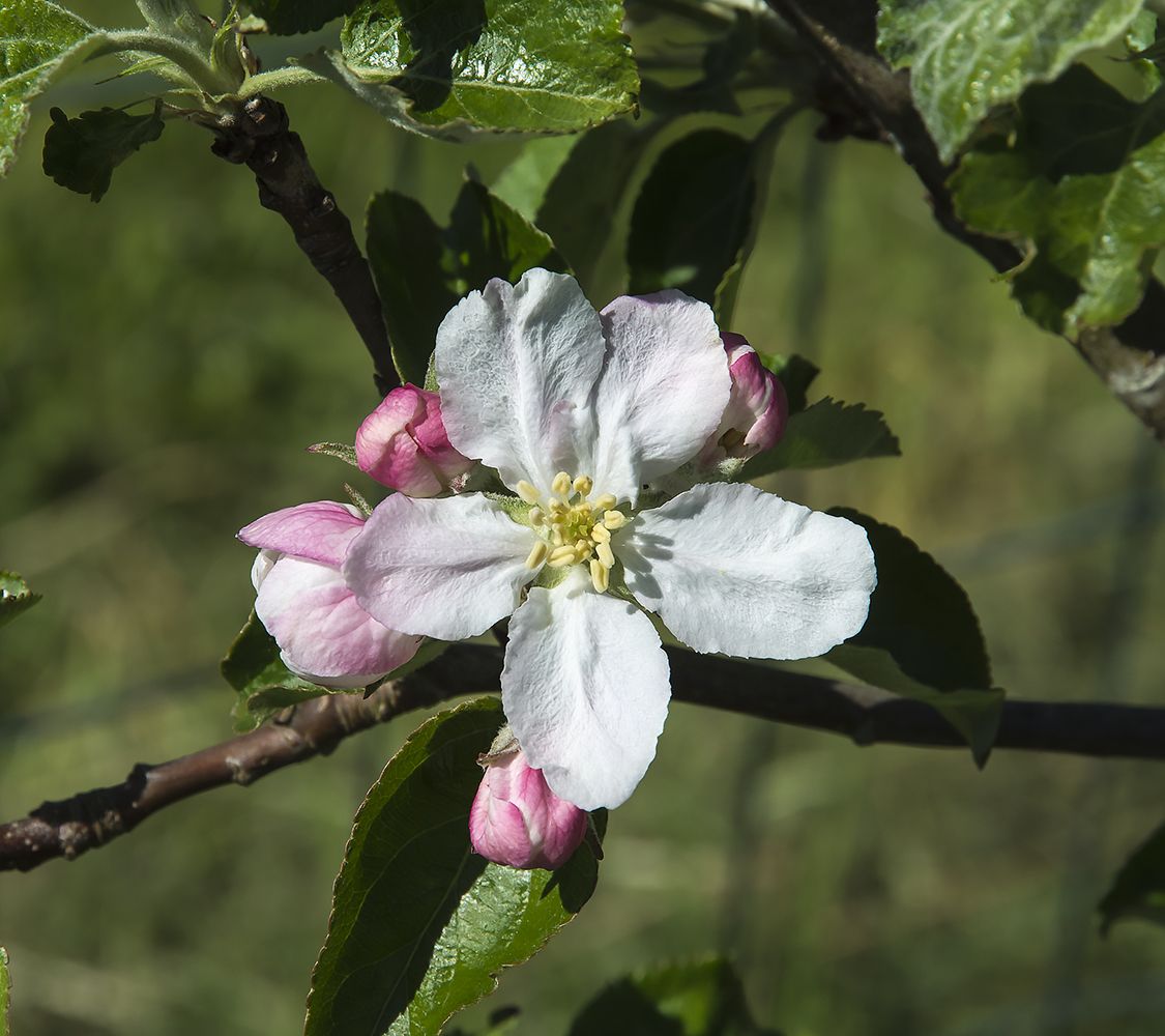 Golden Russet apple