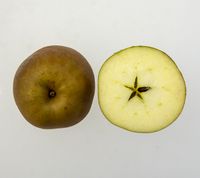 Golden Russet apple